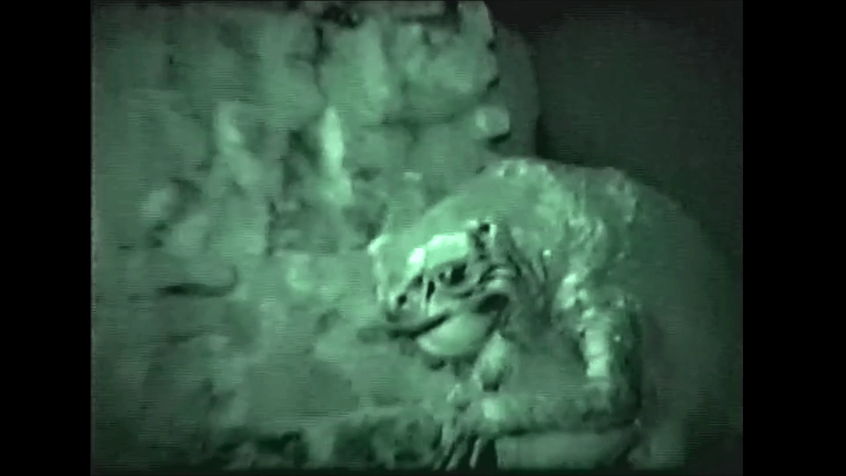 Frogman (2024) – Horror Box Office